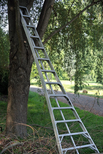 The Martha Stewart Blog : Blog Archive : Trimming My Weeping Willow Trees