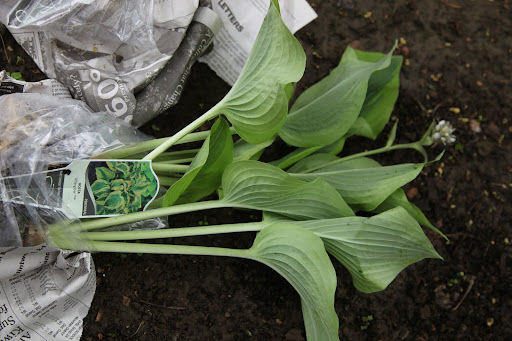 New Hosta For A Shade Garden - The Martha Stewart Blog