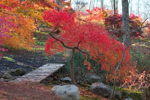 A Spectacular Japanese Maple Grove - The Martha Stewart Blog
