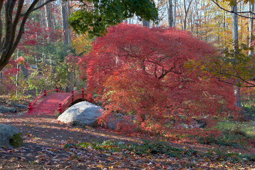 A Spectacular Japanese Maple Grove - The Martha Stewart Blog