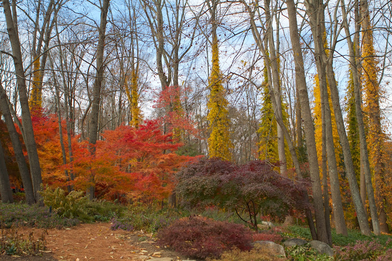 A Spectacular Japanese Maple Grove - The Martha Stewart Blog