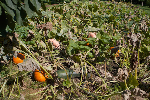 Harvesting Pumpkins! - The Martha Stewart Blog