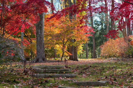 A Spectacular Japanese Maple Grove - The Martha Stewart Blog