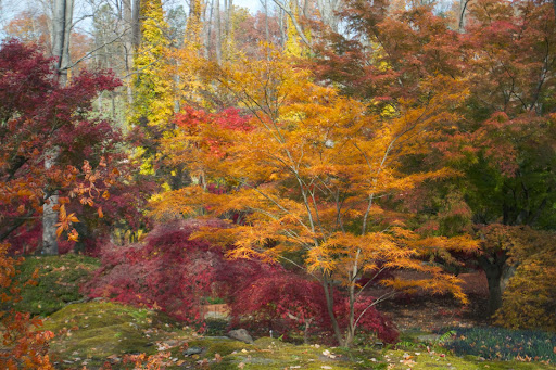 A Spectacular Japanese Maple Grove - The Martha Stewart Blog