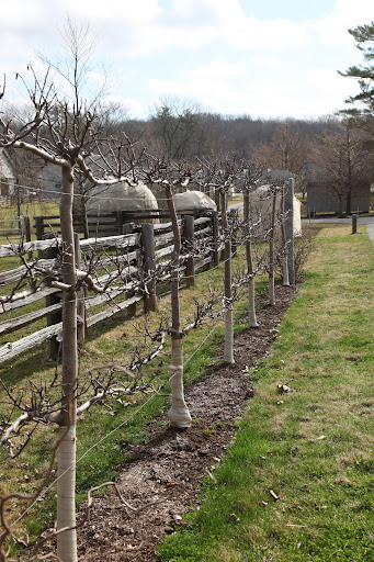 espaliered apples along fence | Espalier fruit trees, Natural privacy ...